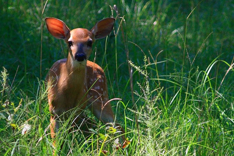 White-Tailed Deer Program | Mississippi Department of Wildlife, Fisheries, and Parks